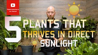 5 Plants that thrives in Direct Sunlight🌞🌿