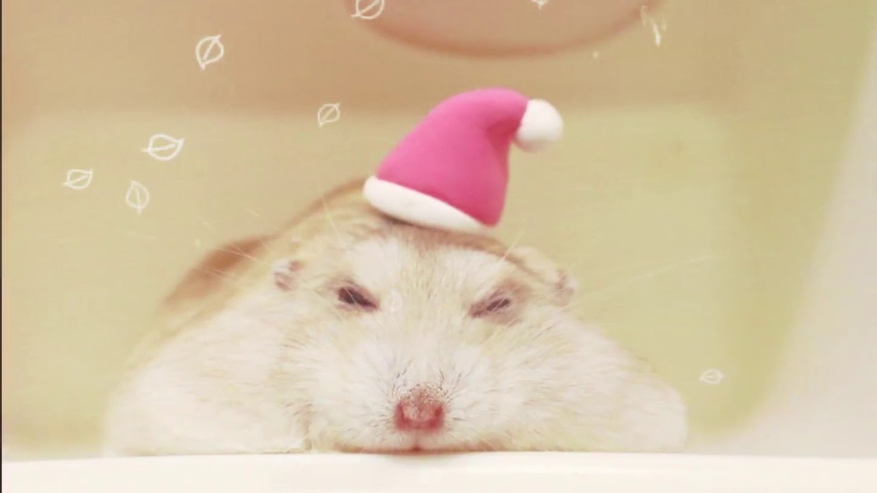 My hamster died - Goodbye Bubu - YouTube