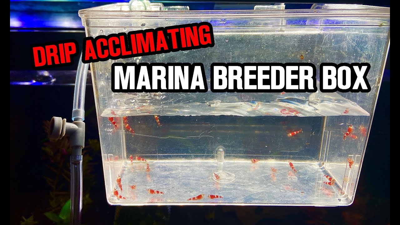 New Shrimp! DRIP ACCLIMATING SHRIMP WITH A MARINA BREEDER BOX - YouTube