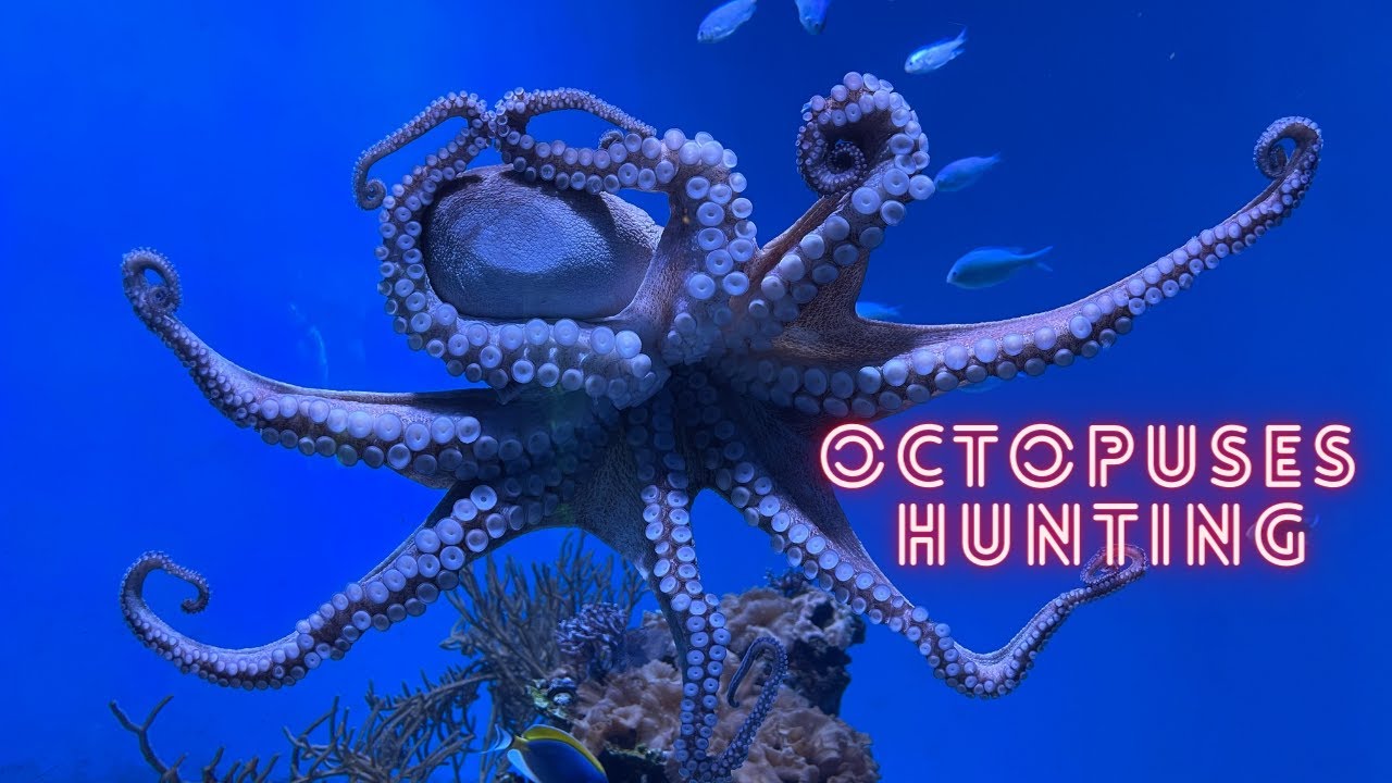 Octopuses Extraordinary Animals – Hunting / Highly intelligent animals ...
