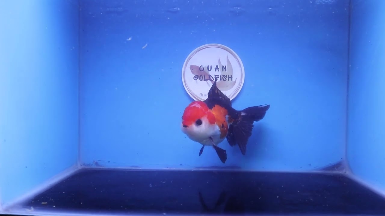 oranda 3 colour 11 cm - YouTube
