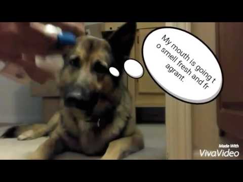 German Shepherd brushing his teeth - YouTube