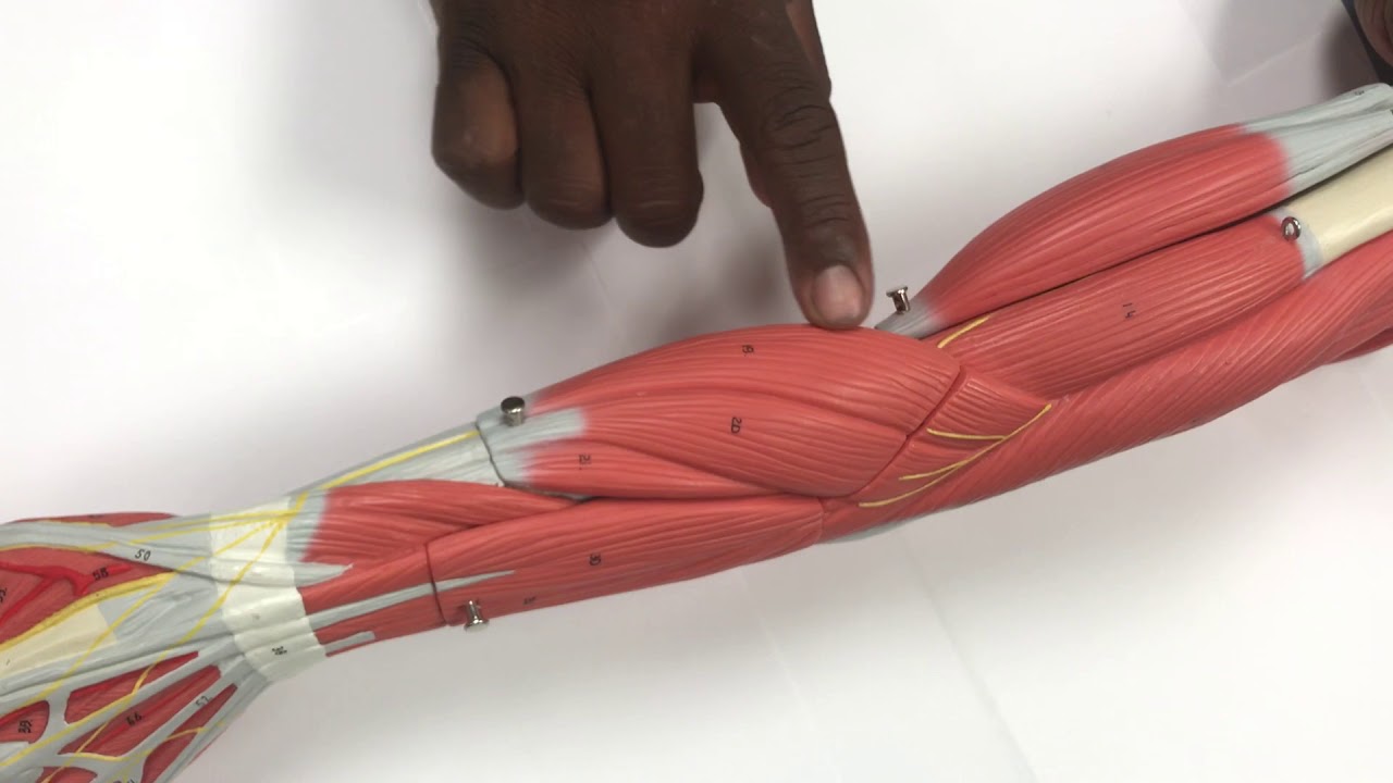 Arm Muscles Quick Indentification - YouTube