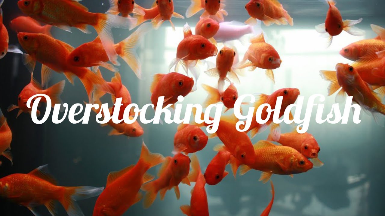 Overstocking a Goldfish Tank & Stunting Goldfish Growth 🧐 - YouTube