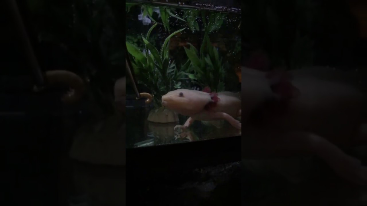 Our axolotl feeding in slow mo - YouTube
