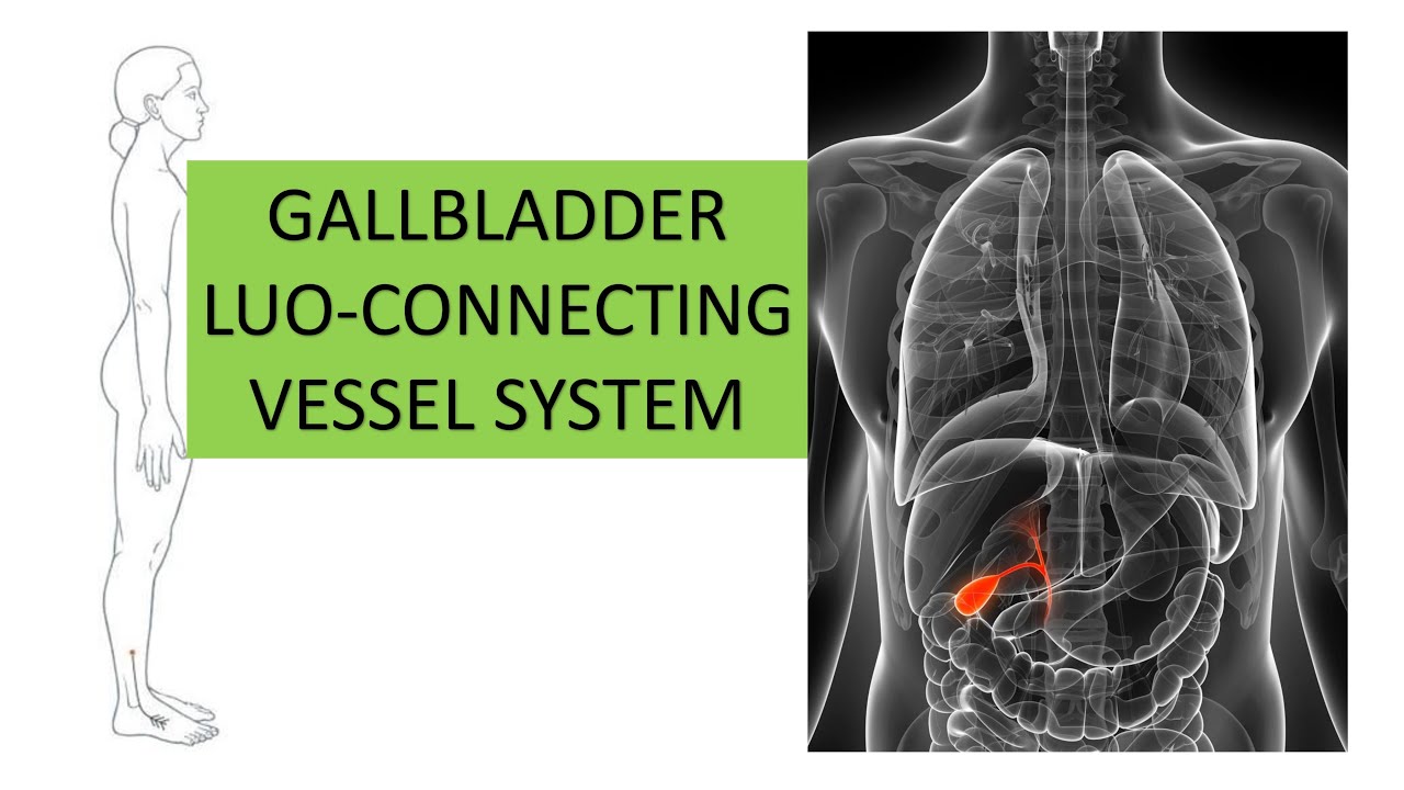 GALLBLADDER LUO-CONNECTING VESSEL SYSTEM - YouTube