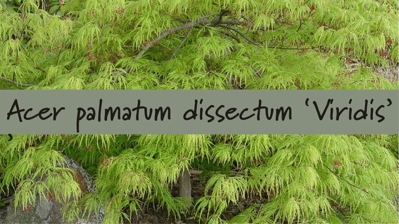 Acer palmatum dissectum 'Viridis' at Prides Corner Farms - YouTube