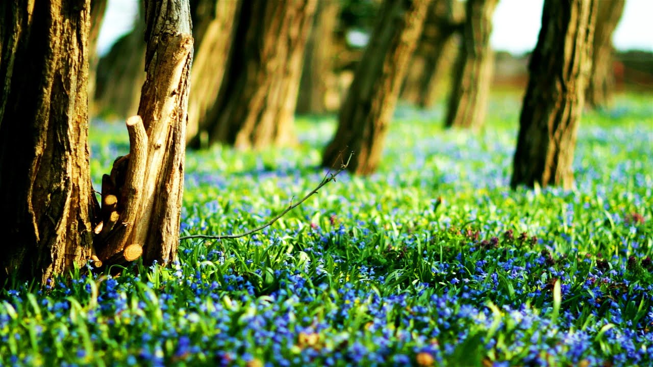 Fall Asleep Fast inside a Beautiful Spring Forest 😴 Nature Sounds for ...