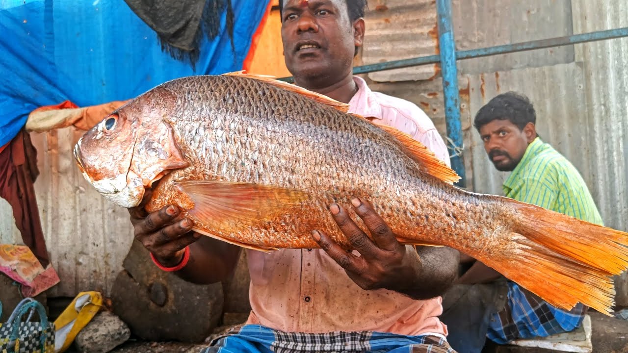 KASIMEDU 🔥 VIJI || RARE KODUVA FISH CUTTING | IN KASIMEDU | 4K VIDEO ...