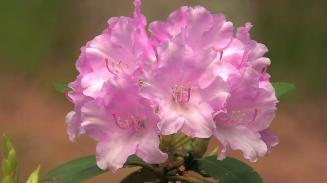Cīravas rododendru dārzā - YouTube