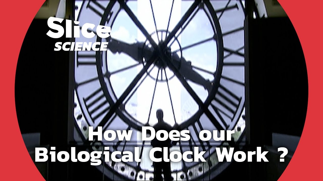 Chronobiology: Exploring the Intricacies of Our Body's Natural Clock ...