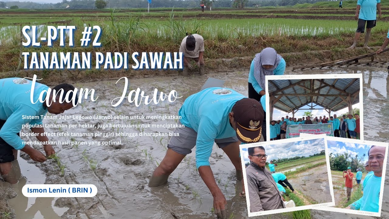 INI DIA KEUNTUNGAN SISTEM TANAM JAJAR LEGOWO !! (SL-PTT TANAMAN PADI ...