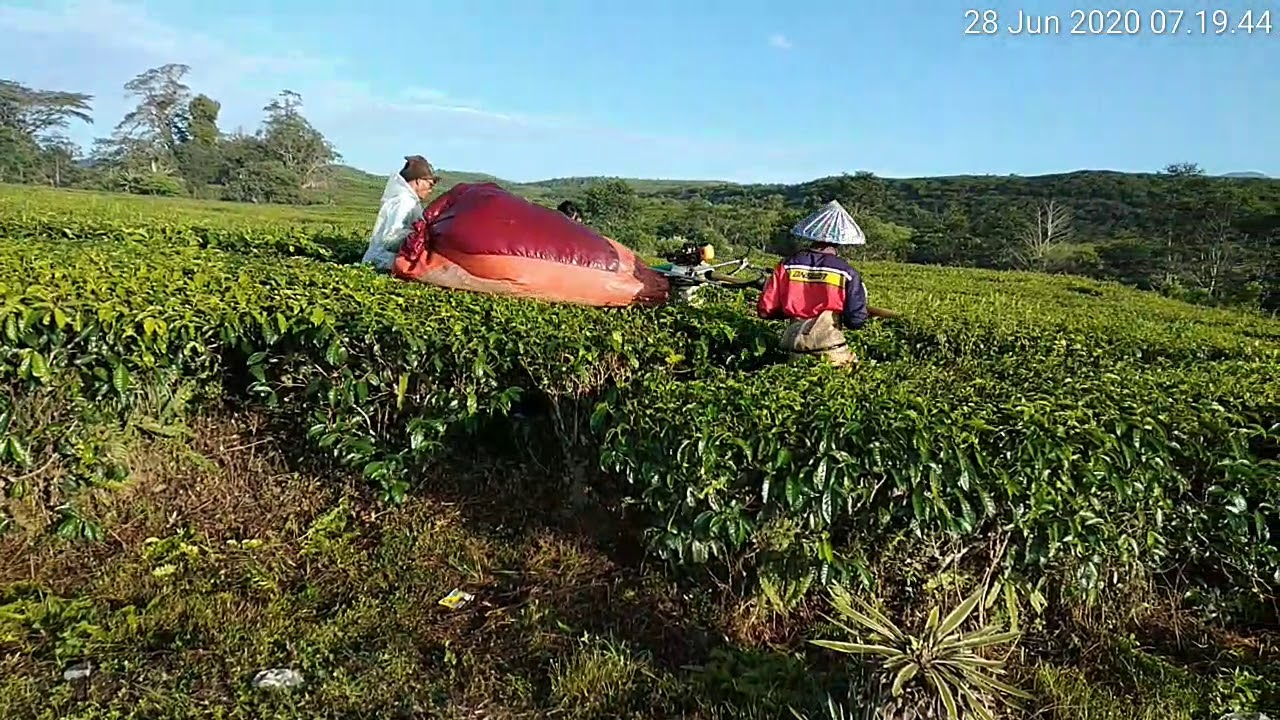 Suasana pemetikan pucuk teh di perkebunan teh kayu aro. - YouTube