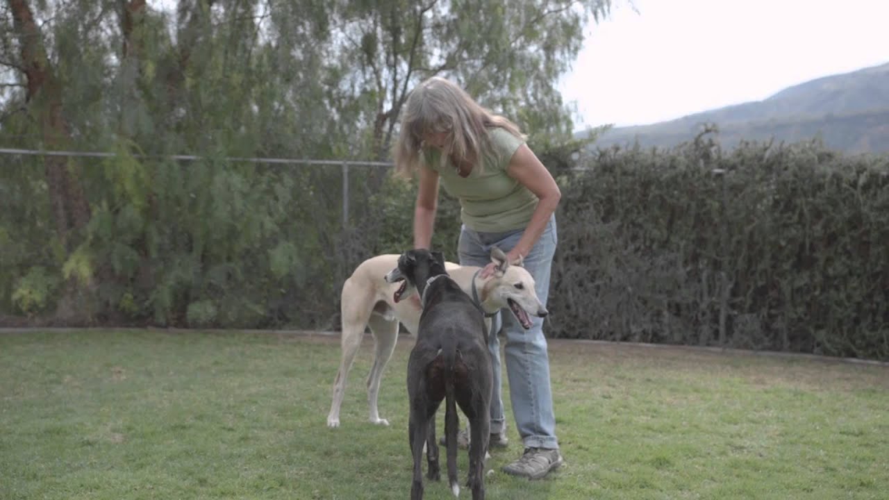 Becky Greyhound Exercise ROUGH - YouTube