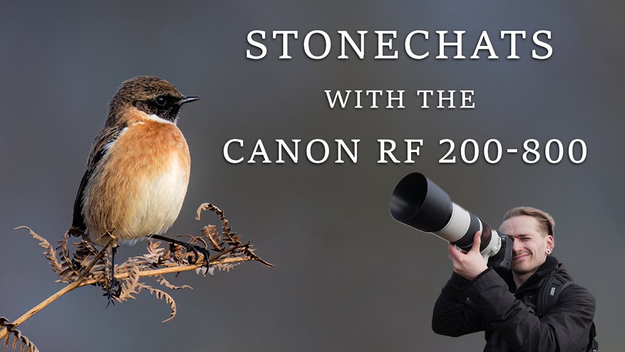 Photographing My Favourite Bird | UK Bird Photography - YouTube