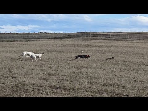 🐕🔥 Tradición Patagónica: Caza de Liebres con Galgos en el fin del mundo ...