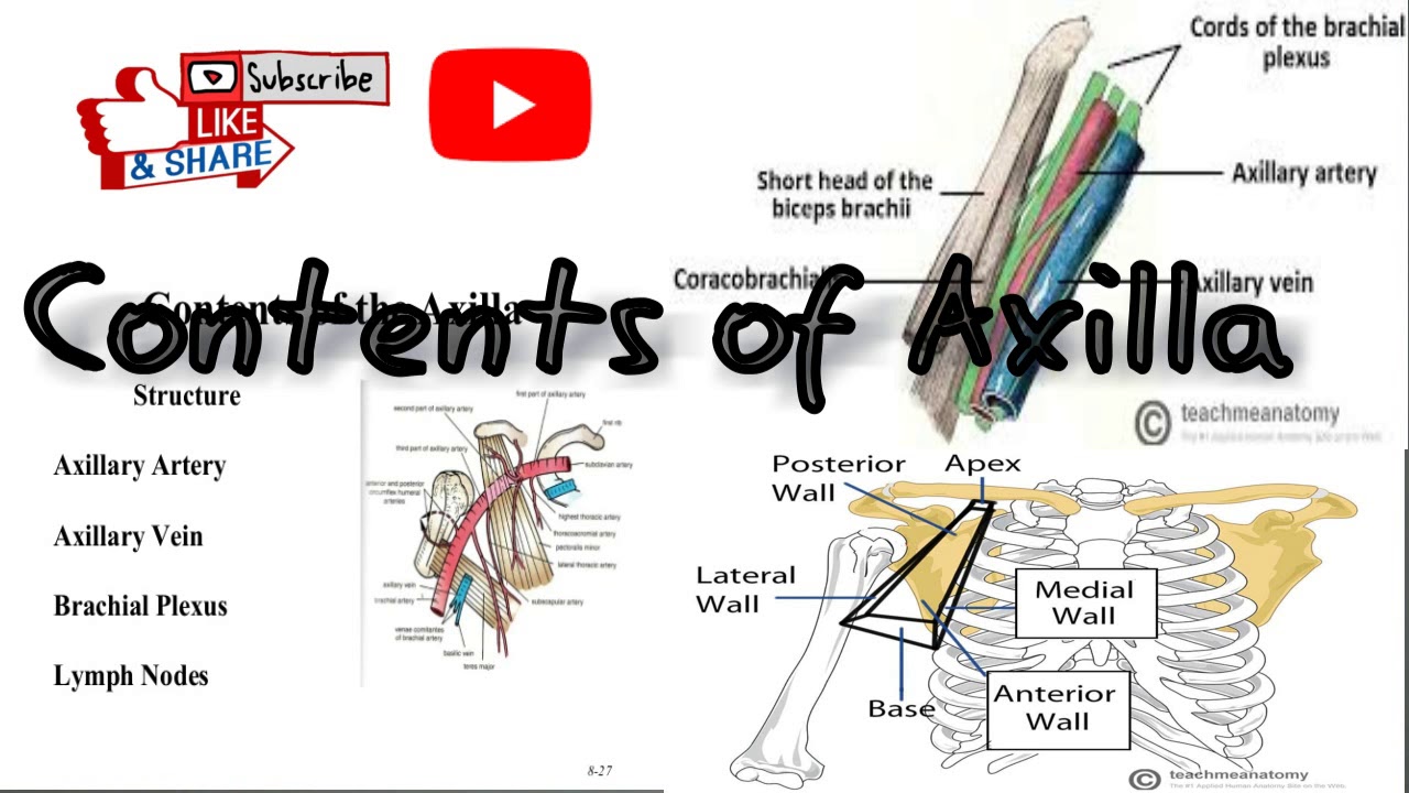 Contents of axilla easy way to learn for a long time(anatomy made easy ...