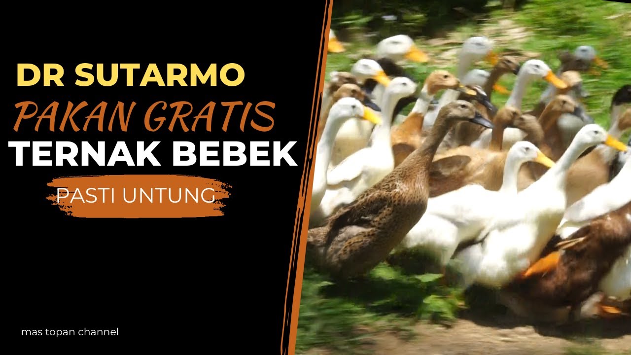 dr. Sutarmo Ternak Bebek Pakan Gratis dari Alam Pasti Untung Telur ...