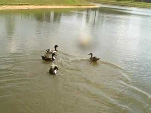 Yodelling ducks - YouTube