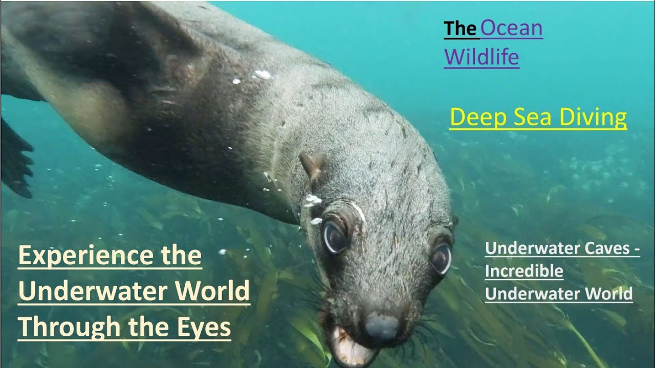 Deep Sea Diving | The Ocean Wildlife | Experience The Underwater World ...