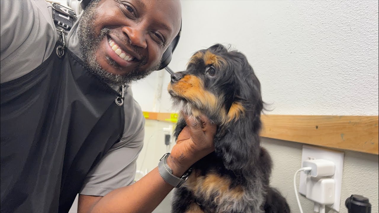 Dog Father of Harlem pet grooming - YouTube