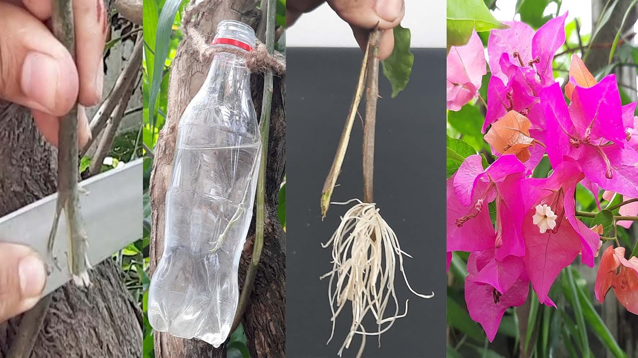 How to Propagate Bougainvillea from Cuttings|Propagate branches ...