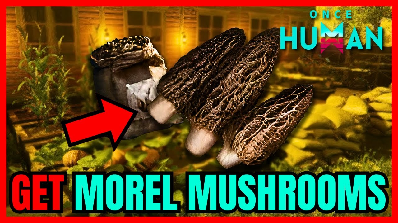 How To Get MOREL MUSHROOMS In Once Human (FULL GUIDE) - YouTube