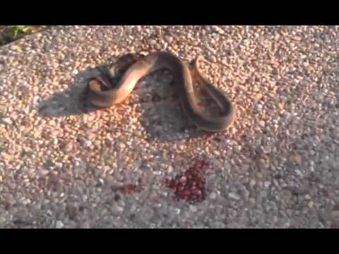 Zombie Snake - YouTube