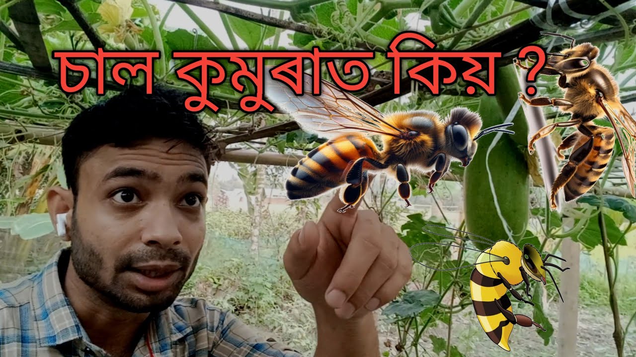 কুমুৰাত কিয় মৌ মাখি ফুটা কৰে। kio borole lau futa kore ba bindhe # ...