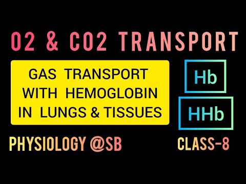 Oxygen & Carbon dioxide Transport in Blood| Gas Transport with ...