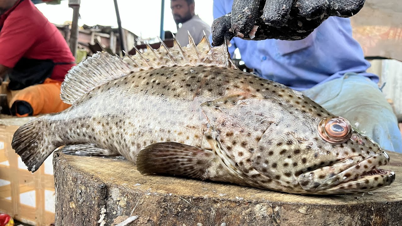 KALAVAN FISH 🐠 CUTTING IN KASIMEDU FISH MARKET 🏖️🌊 - YouTube
