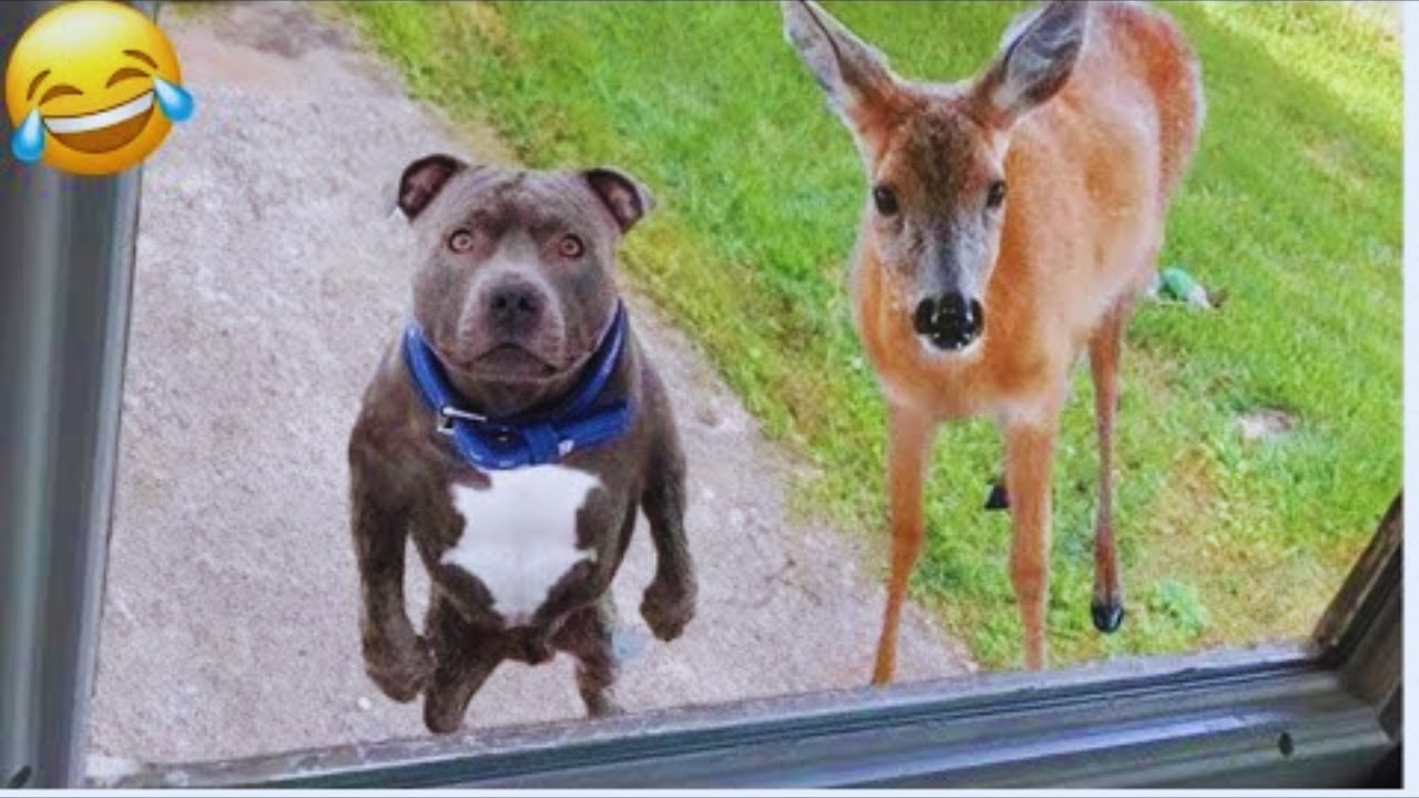 Dog Doing Funny Things | Best of Funny Dogs in January #4 - YouTube