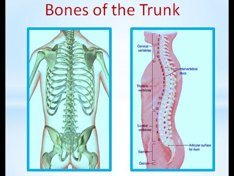 Skeletal system bones of trunk part 3|Why is the trunk important? # ...