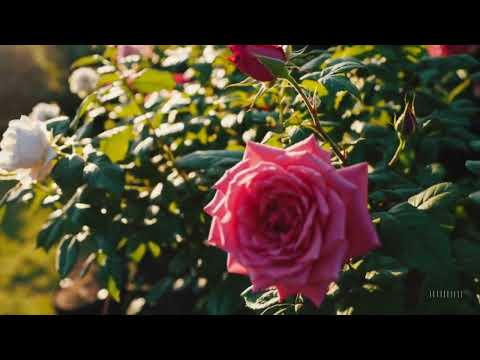 Gül Bakımı Nasıl Yapılır? Sağlıklı ve Bol Çiçekli Güller İçin İpuçları