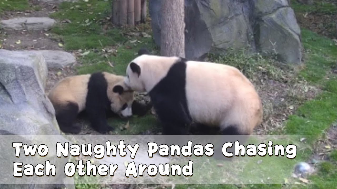 Two Naughty Pandas Chasing Each Other Around | iPanda - YouTube