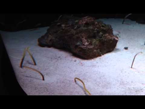 Weird worm-like fish - YouTube