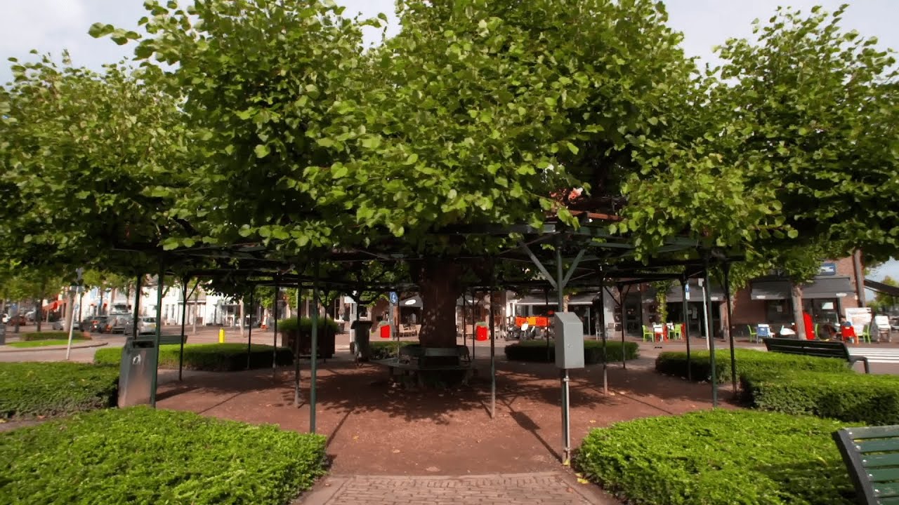 2020 Tree of the Year Netherlands - The ancient Mother Tree - YouTube