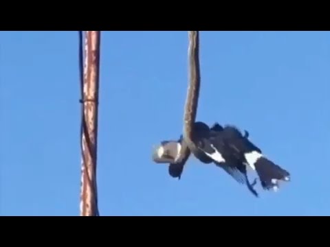 Snake catches bird from light pole! - YouTube