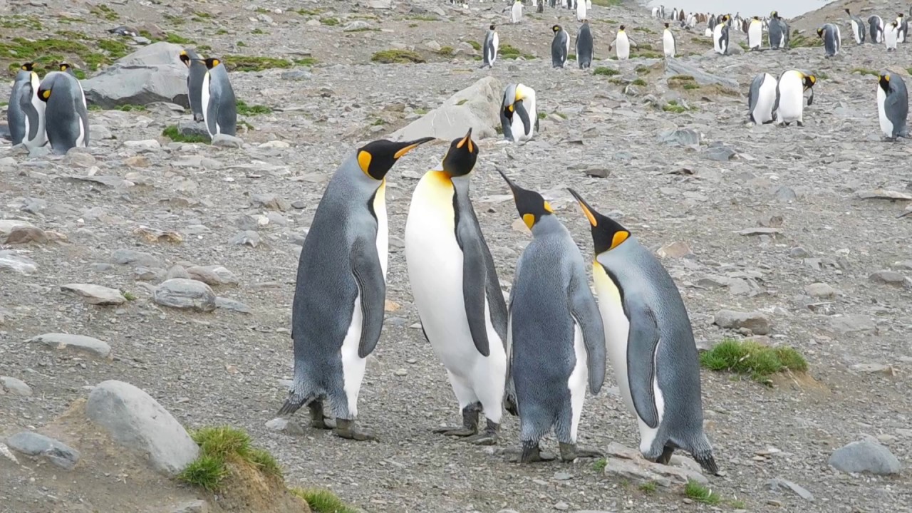 DSCN0449 King Penguin Stand Off - YouTube