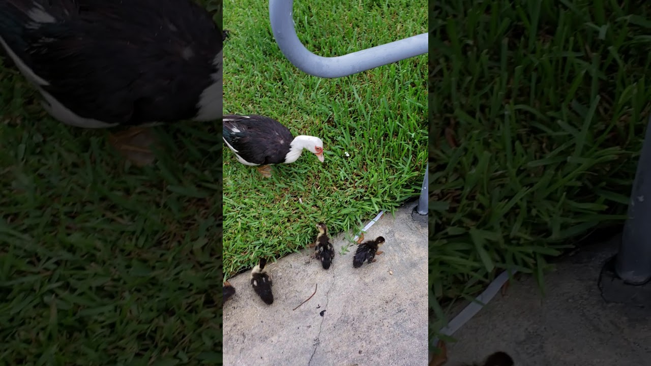 Sick Duckling not going to make it - Daisy Ducks last feeding - YouTube