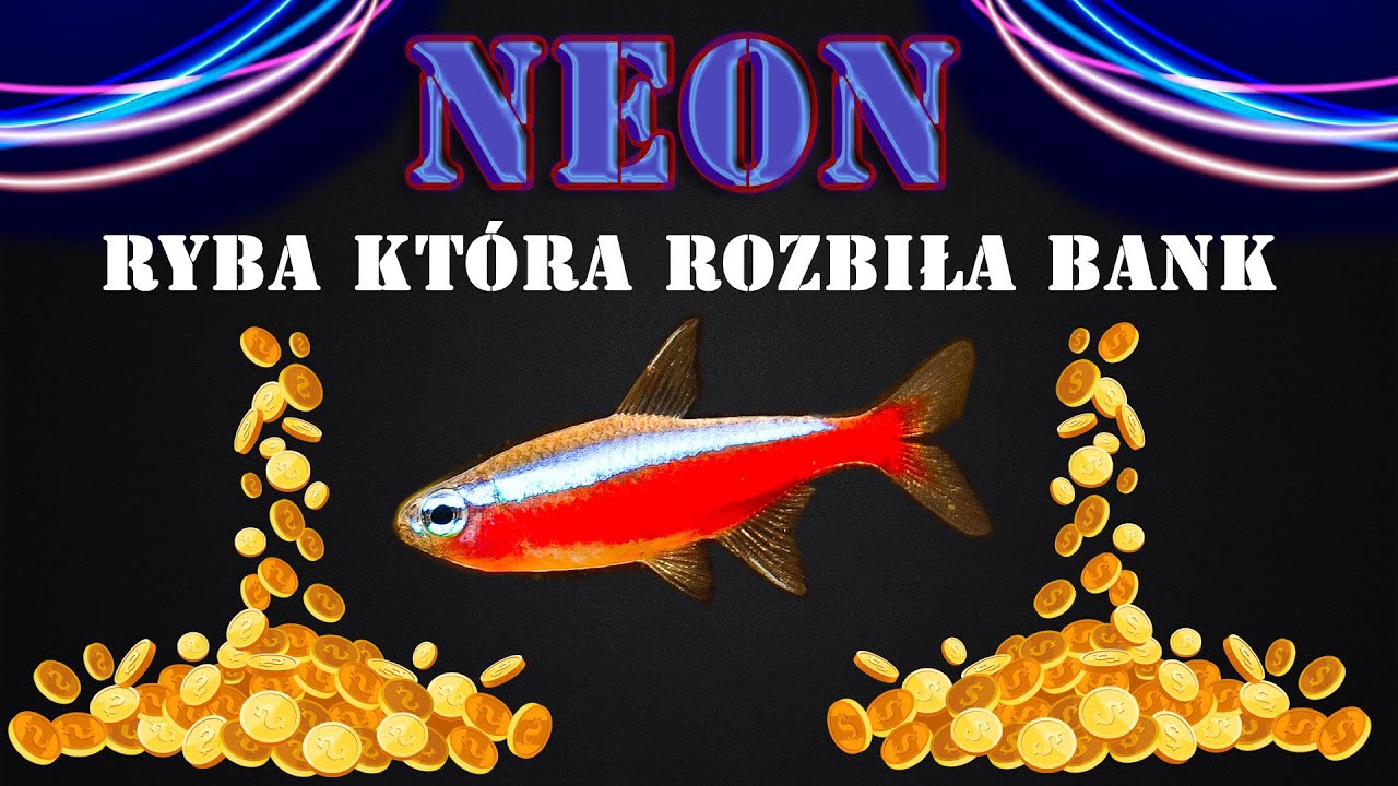 NEON - ryba, która rozbiła bank 💰 - YouTube
