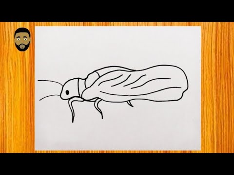 How To Draw Alderfly (insect) / step by step - YouTube
