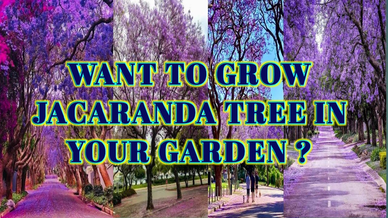 Want to grow Jacaranda tree in your garden? - YouTube