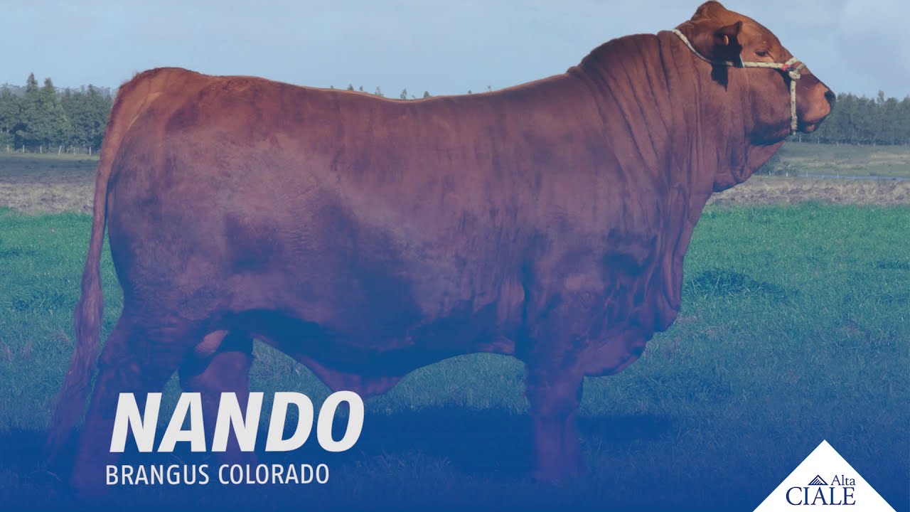 👉 CIALE Alta | Toro 𝐍𝐀𝐍𝐃𝐎 | Brangus Colorado La mejor #GENETICABOVINA ...