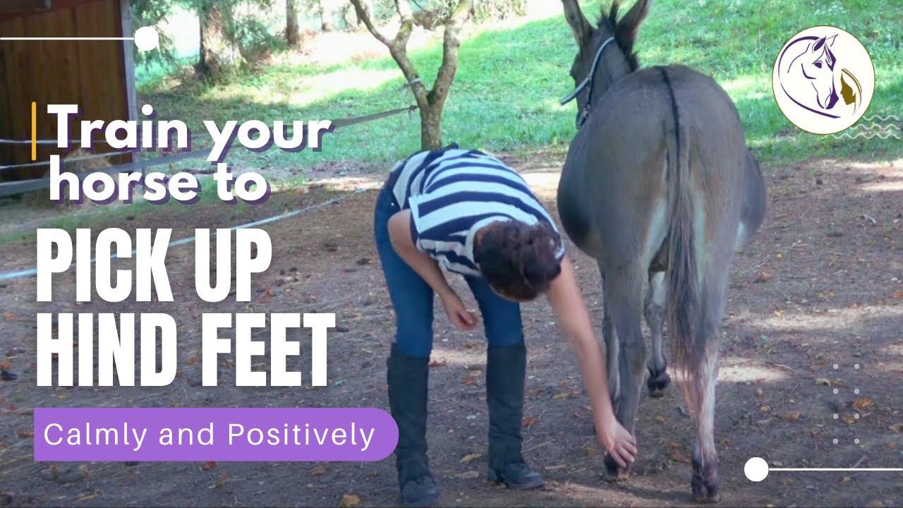 How to train your horse to pick up hind feet calmly and positively ...