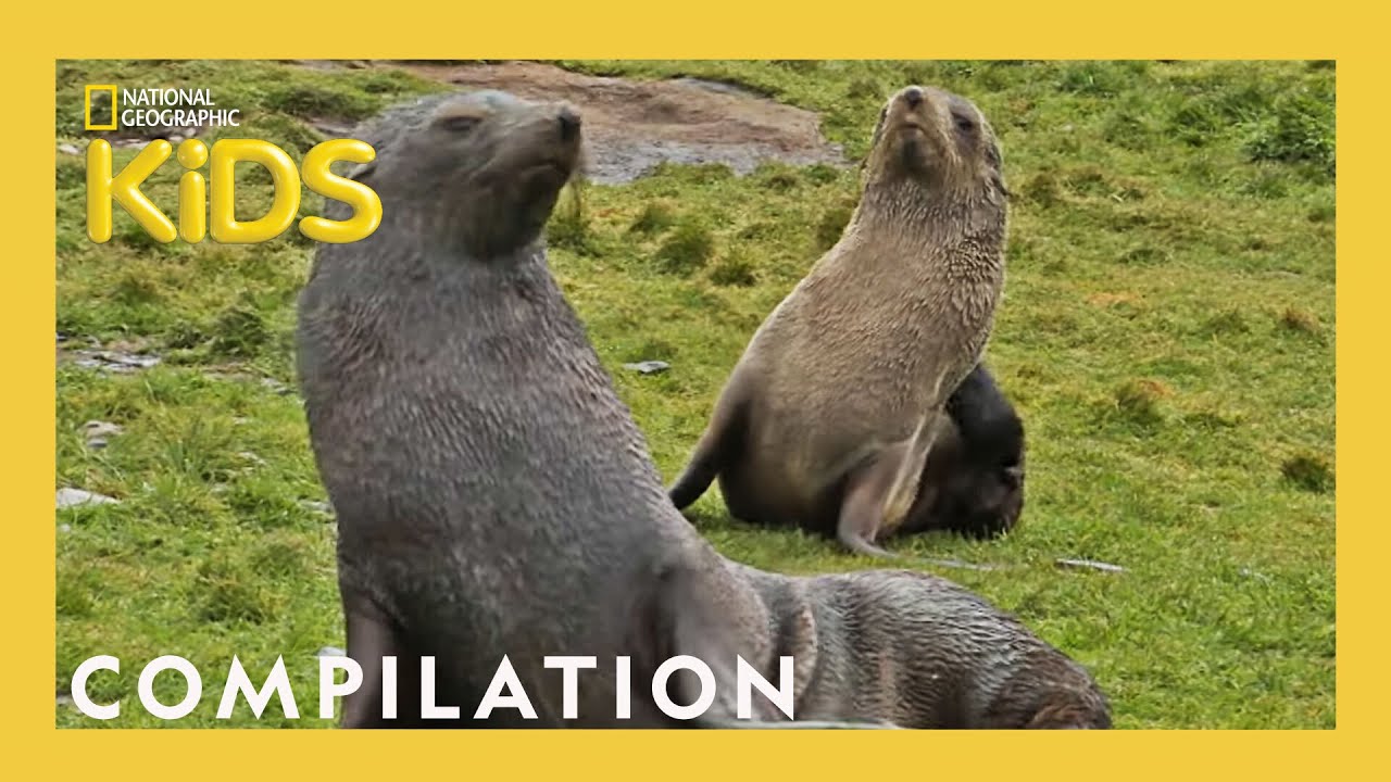 What do Animals Think?! | Animal LOL | Nat Geo Kids Compilation ...