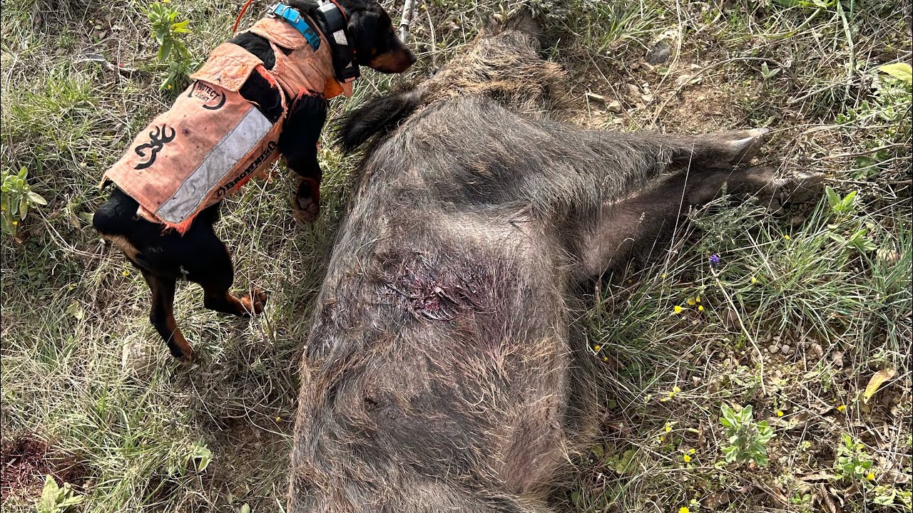 CHASSE SANGLIER GARD 2023 - YouTube