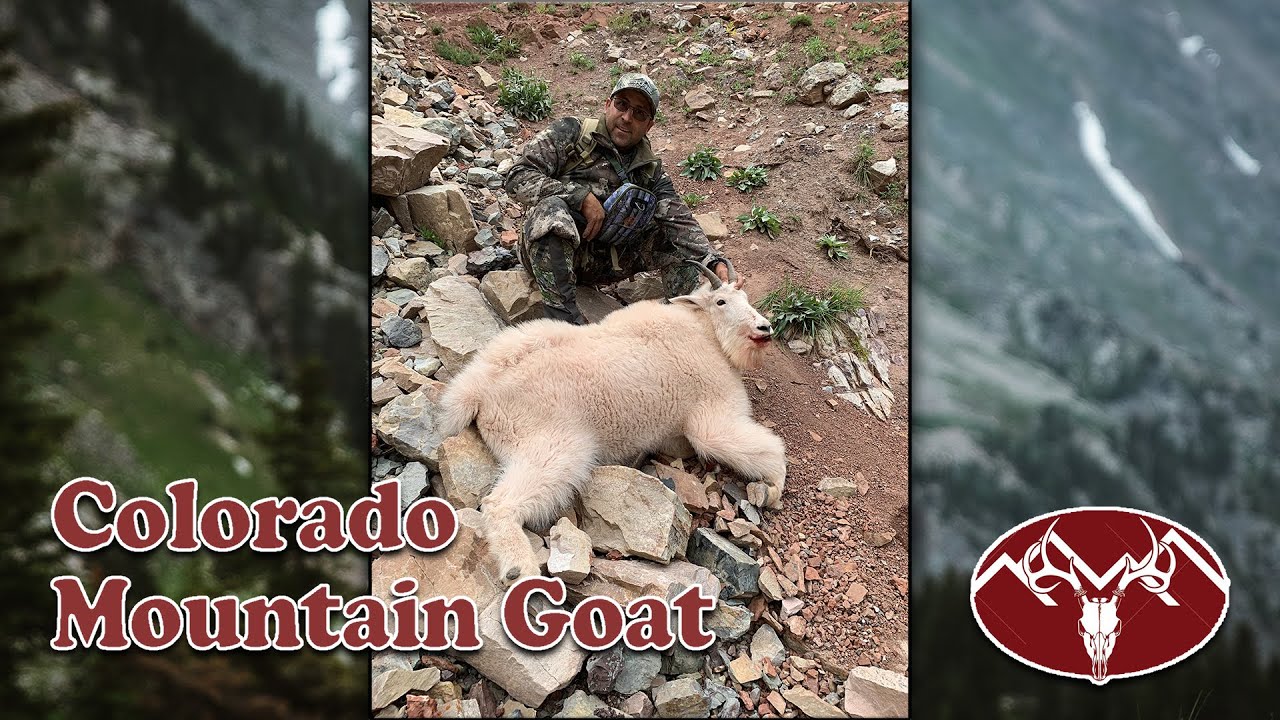 Colorado Mountain Goat 2020 | 13,000 feet - YouTube