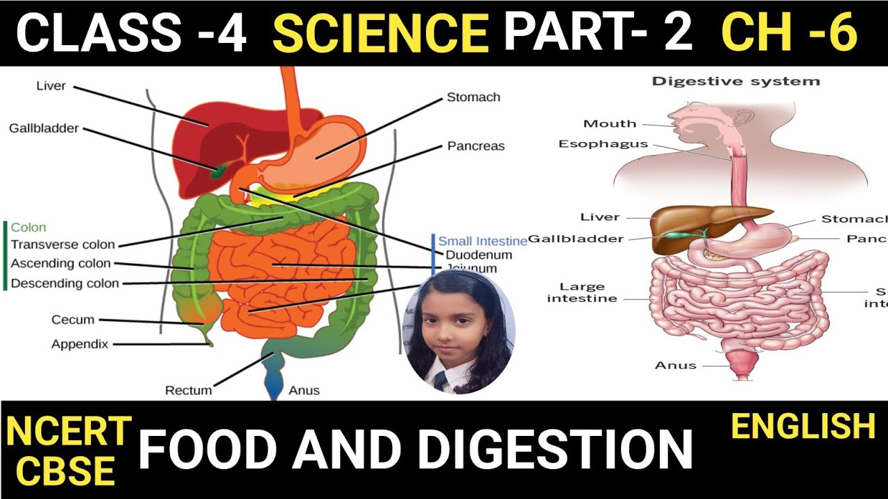 CBSE | Science Class 4th | human | food and digestion system ...