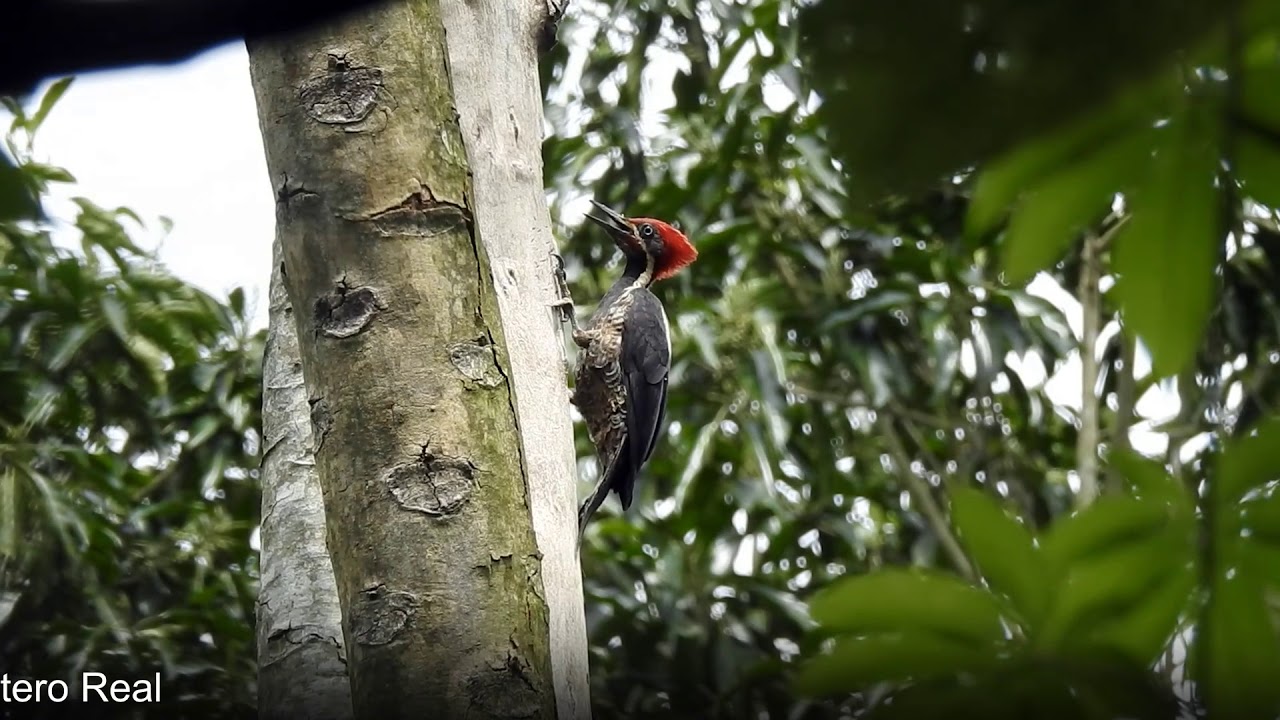 Lineated Woodpecker. Dryocopus lineatus - Carpintero Real - YouTube
